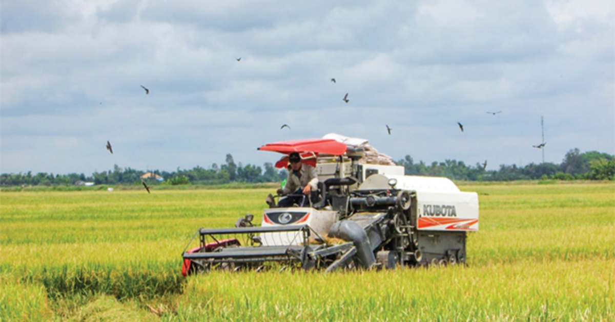 Canh tác lúa tiên tiến, không lo biến đổi khí hậu - VnBusiness