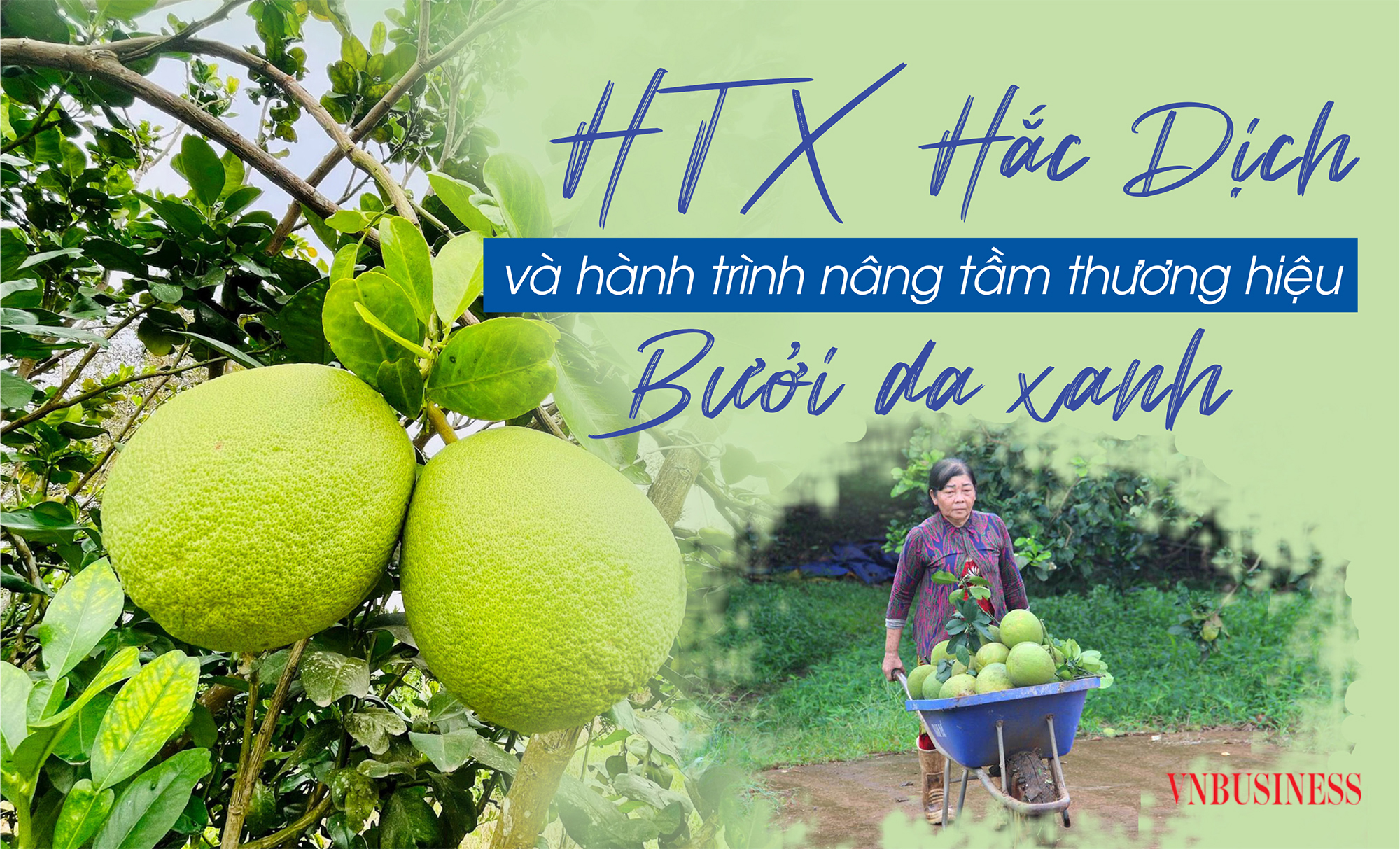 HTX Hắc Dịch và hành trình nâng tầm bưởi da xanh Sông Xoài trứ danh ...